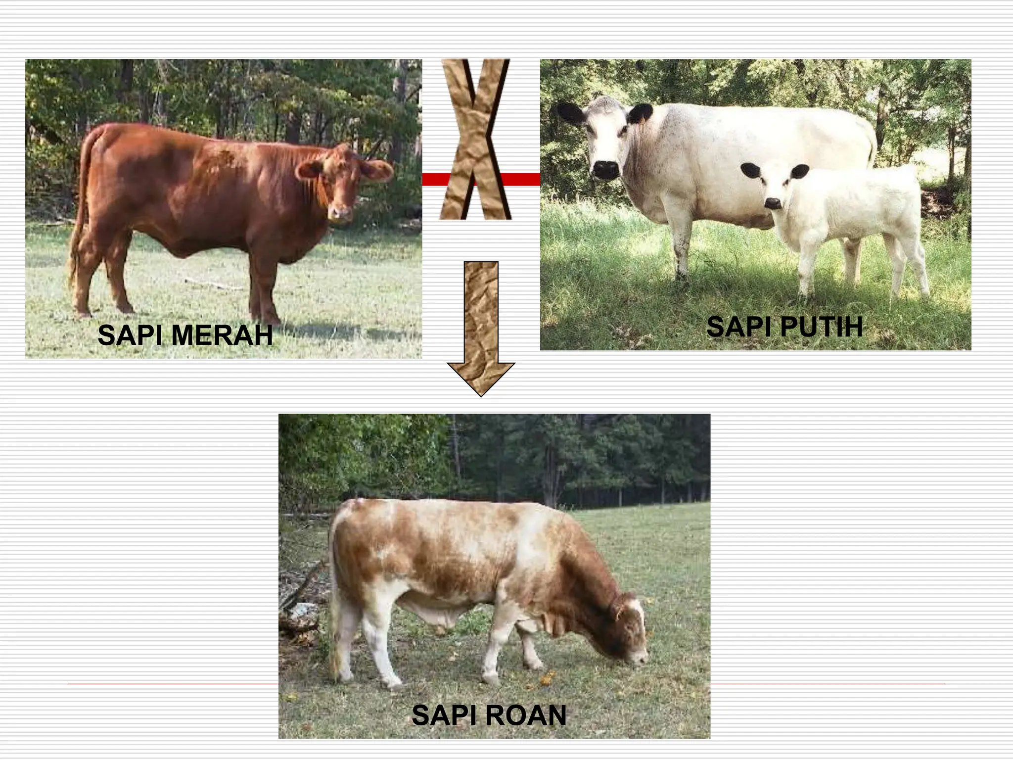 Pola-Pola Hereditas.ppt