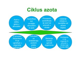 Prenos energije i kruženje materije u ekosistemu | PPT