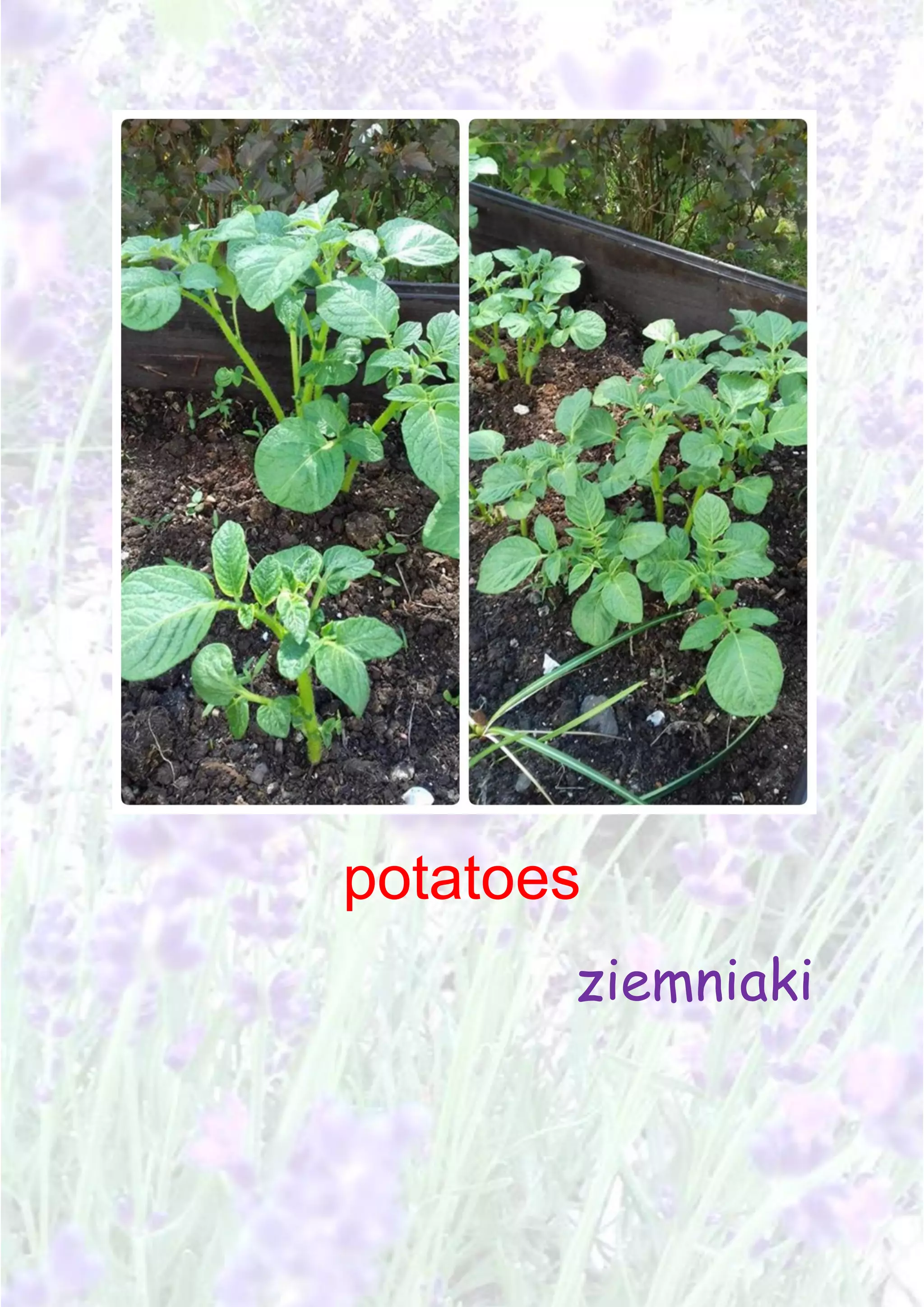 Poland - 10 plants from Polish garden | PDF