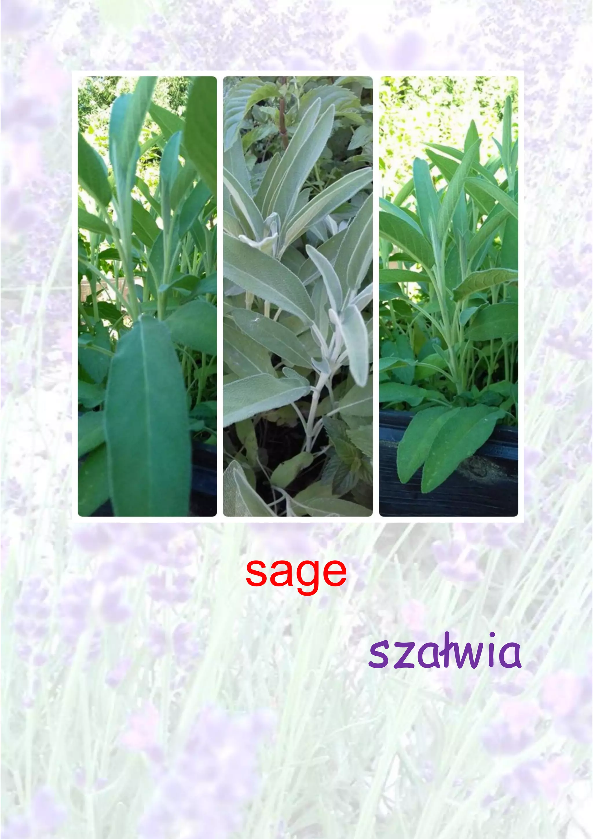 Poland - 10 plants from Polish garden | PDF
