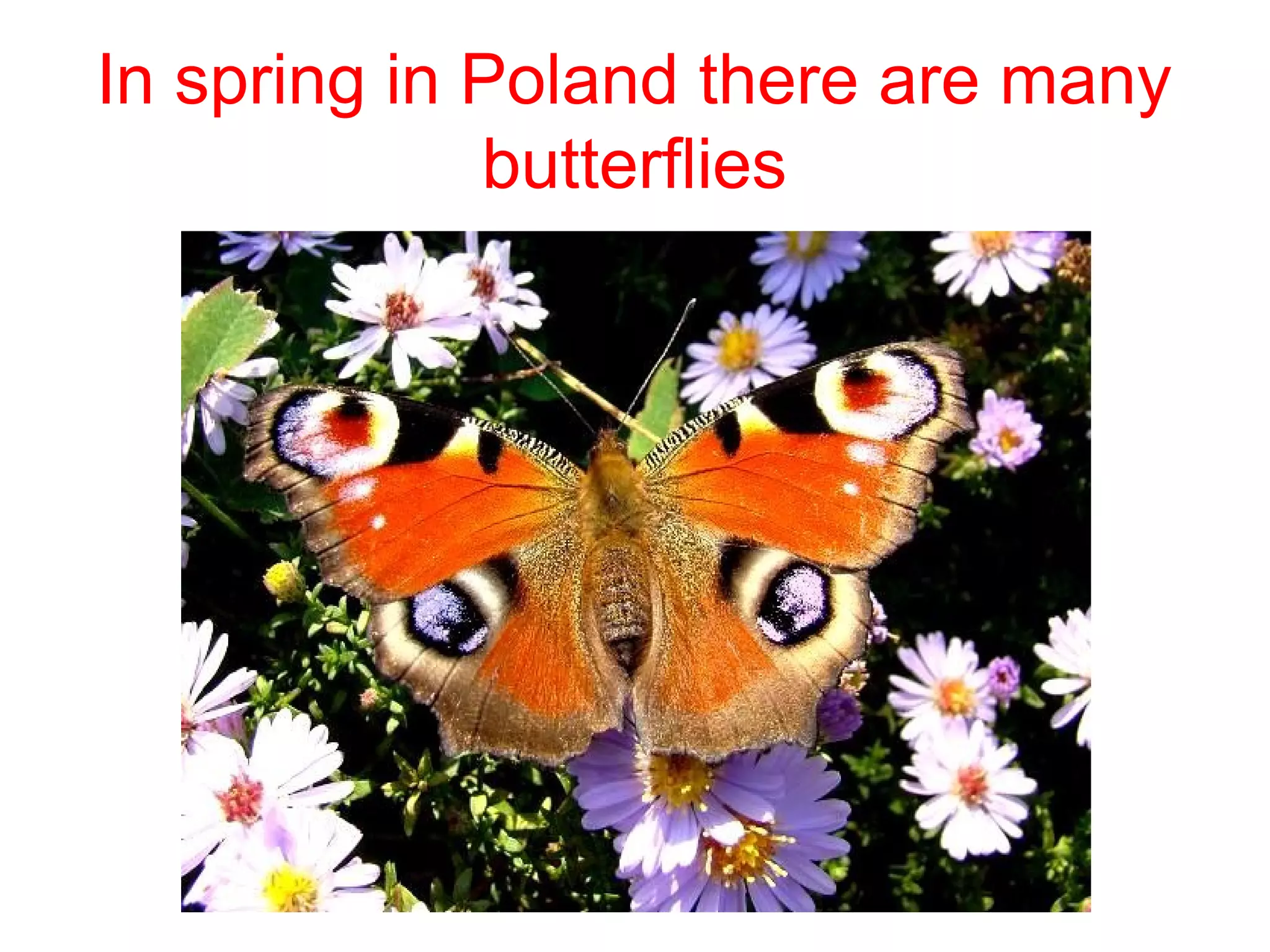 Poland in spring by mirella | PPT