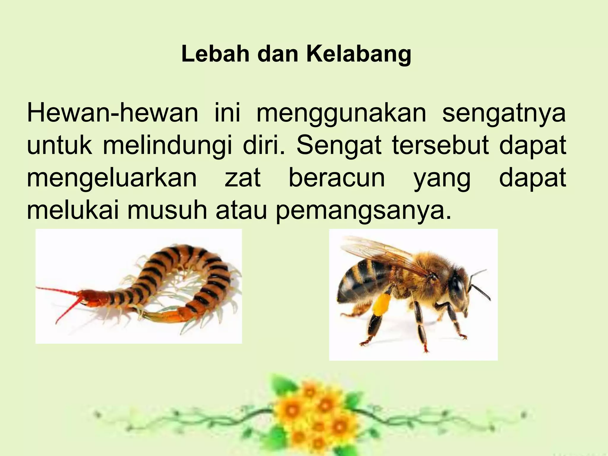 Pola pertahanan pada hewan | PPTX