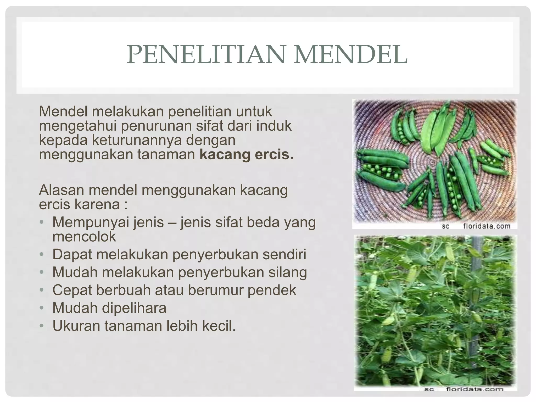 POLA PEWARISAN SIFAT HUKUM MENDEL | PPTX