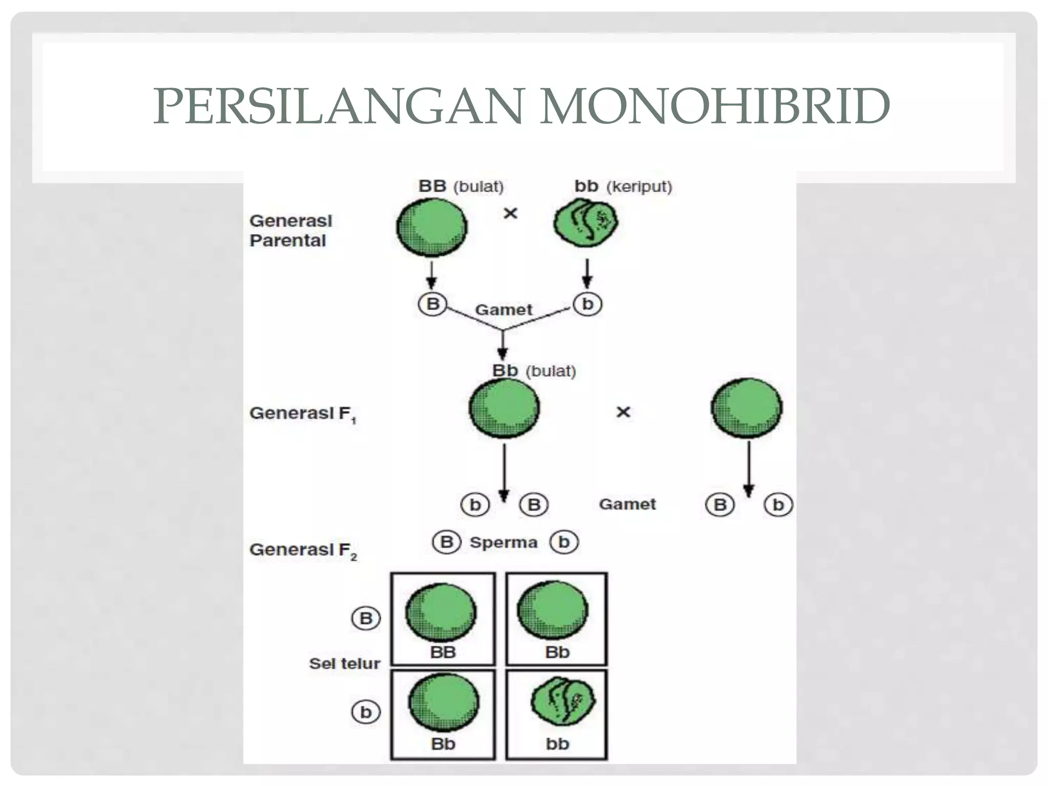 POLA PEWARISAN SIFAT HUKUM MENDEL | PPTX