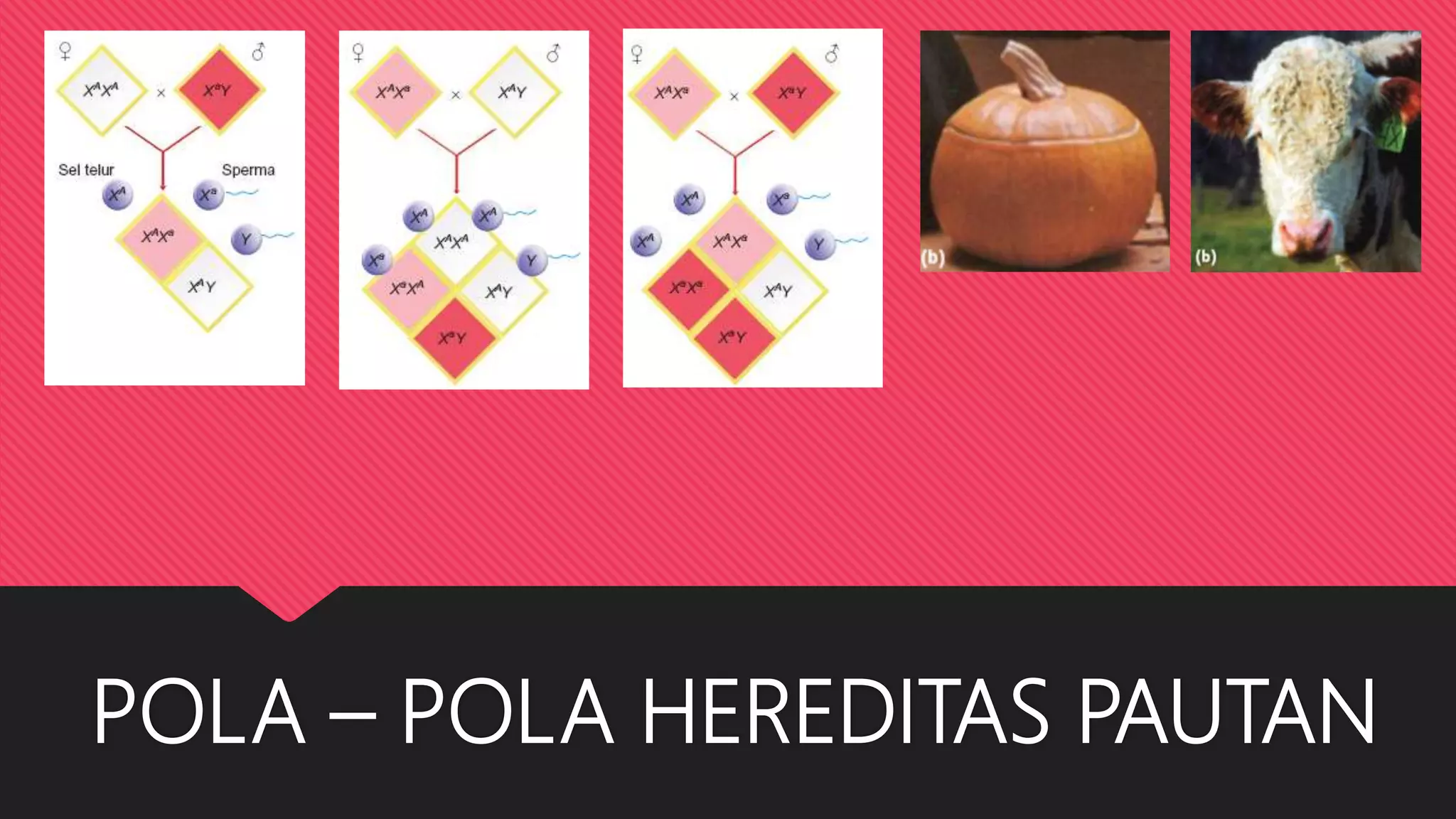Pola pola hereditas pautan | PPTX