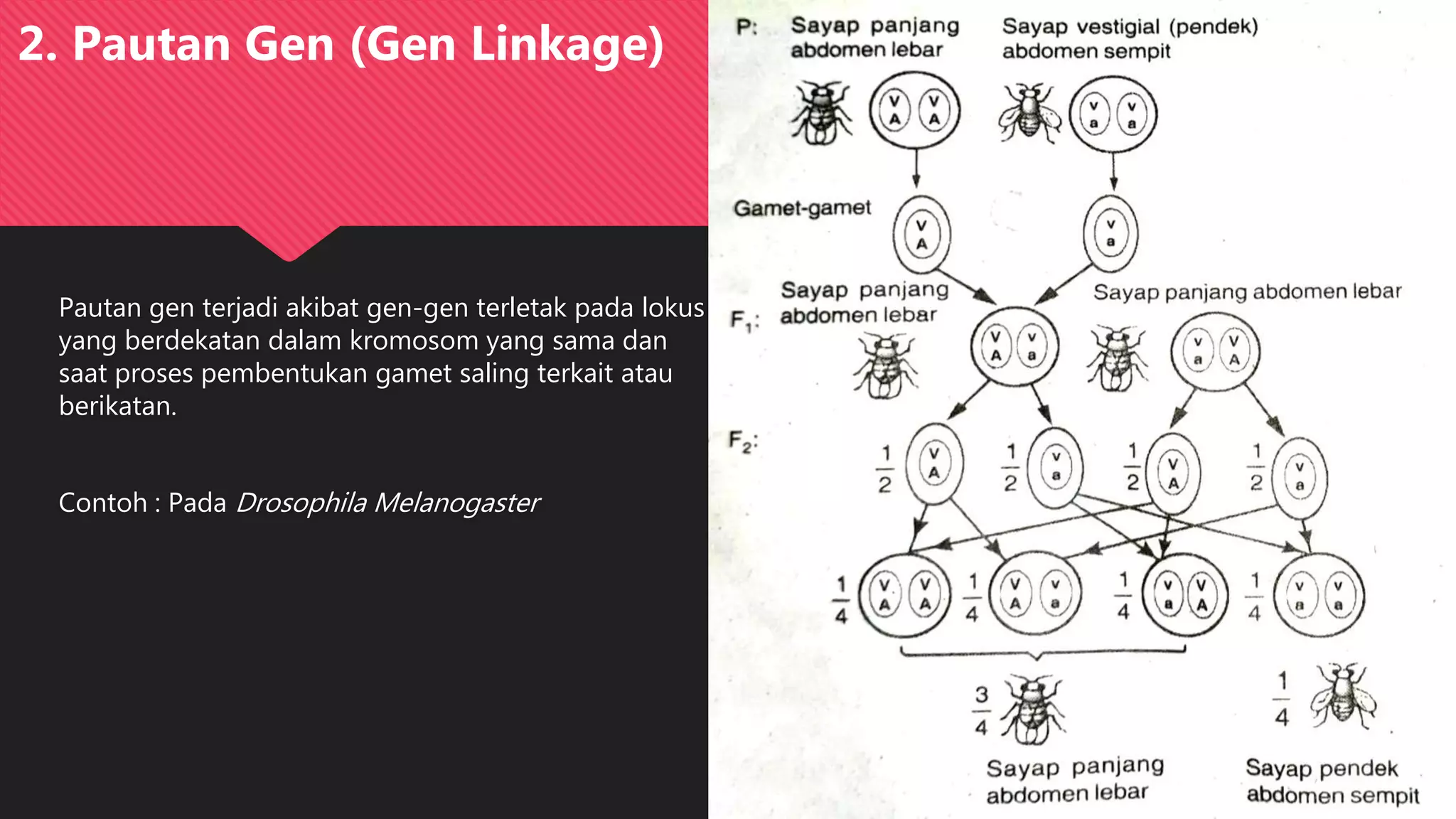 Pola pola hereditas pautan | PPTX