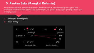 Pola pola hereditas pautan | PPTX