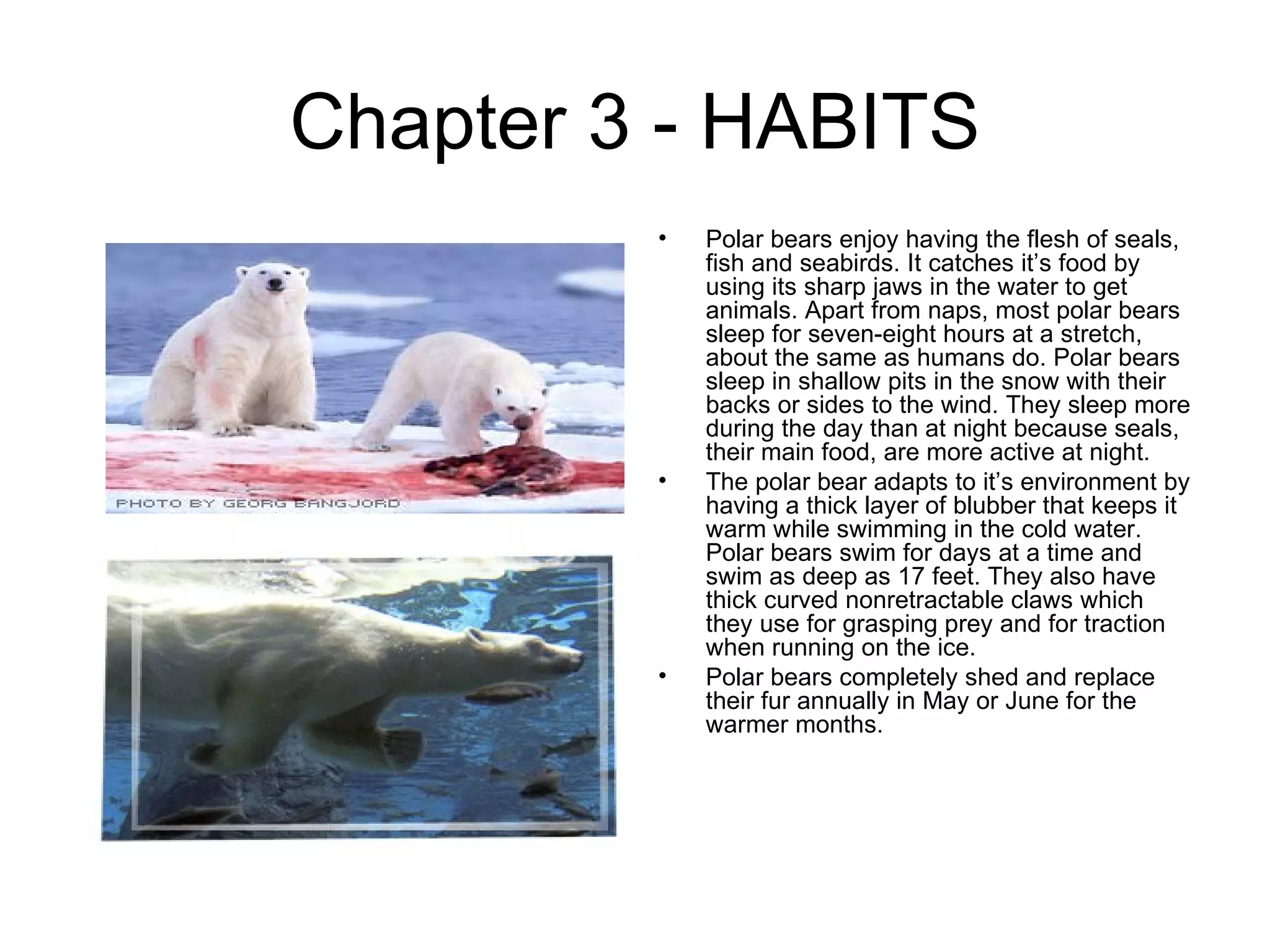 POLAR BEARS 11232008 | PPT