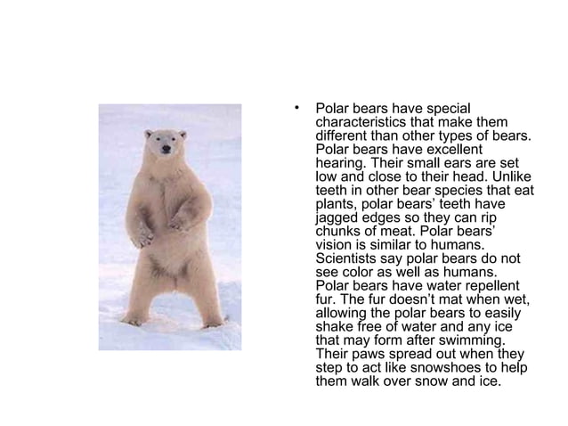 POLAR BEARS 11232008 | PPT