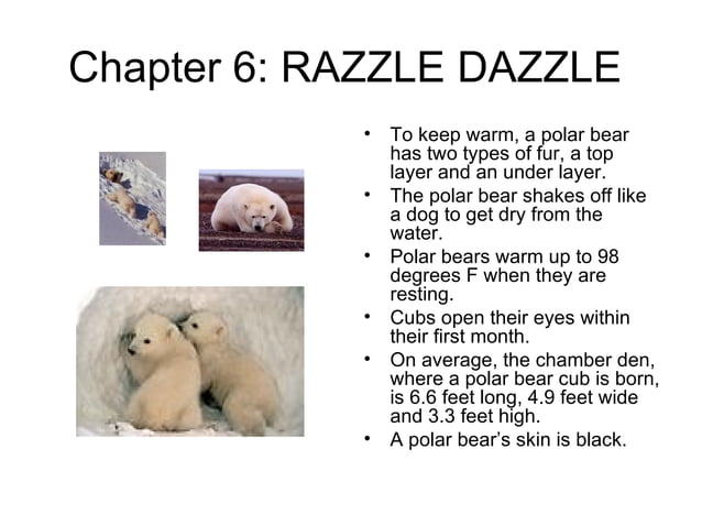 POLAR BEARS 11232008 | PPT
