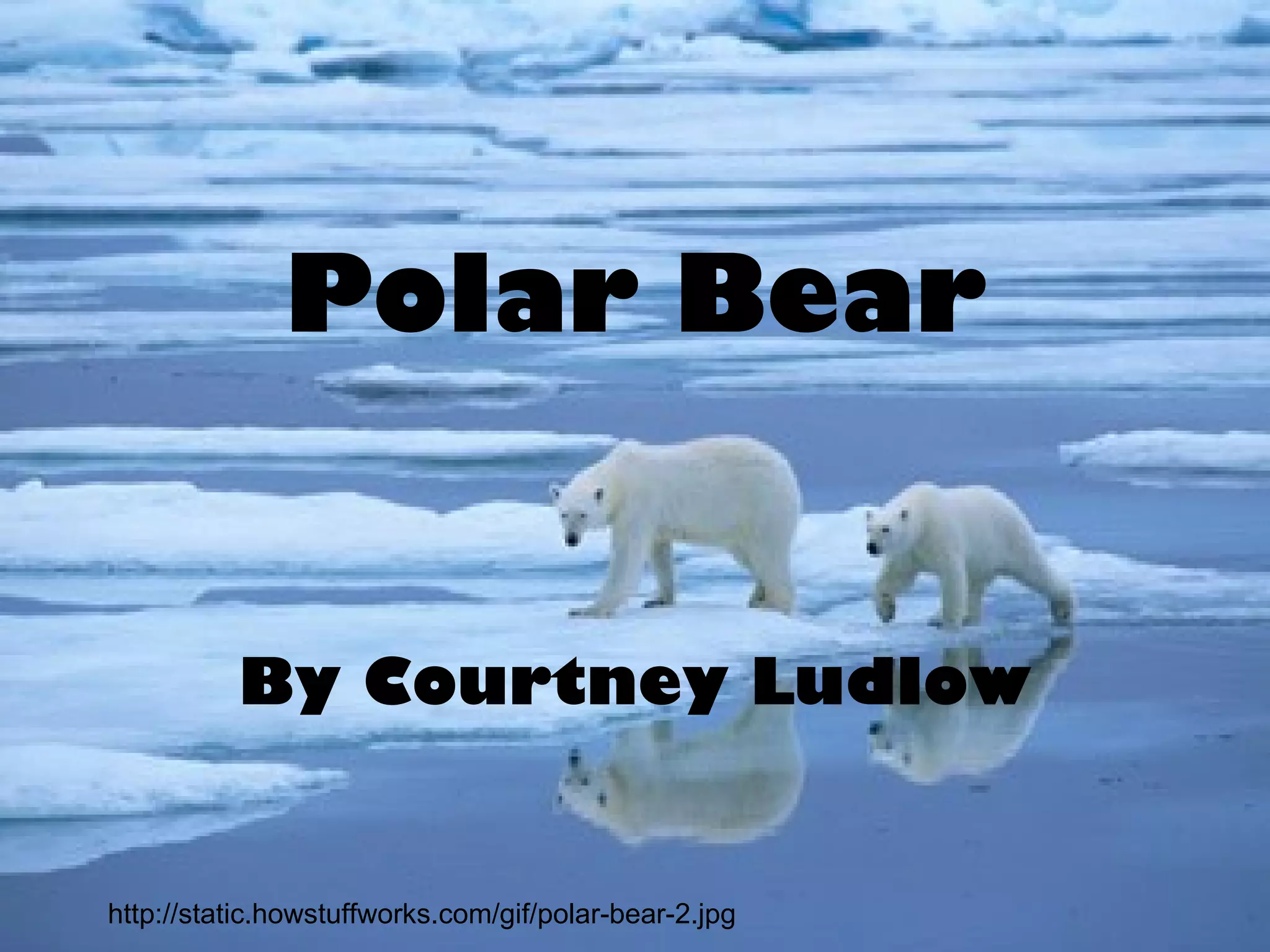 Polar bear Courtney Ludlow 6 period | PPT | Dogs | Pets