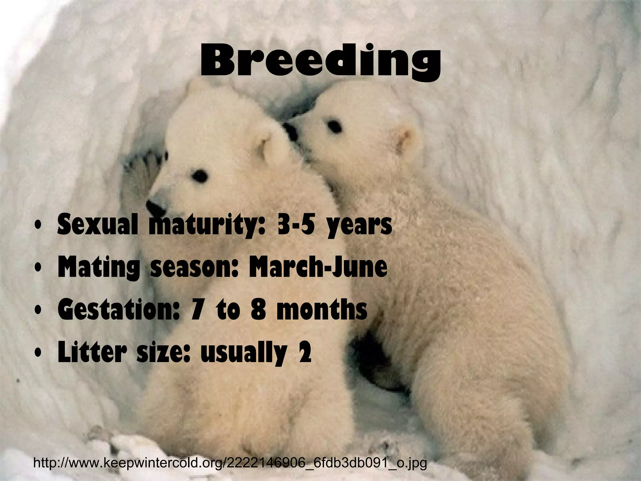 Polar bear Courtney Ludlow 6 period | PPT | Dogs | Pets