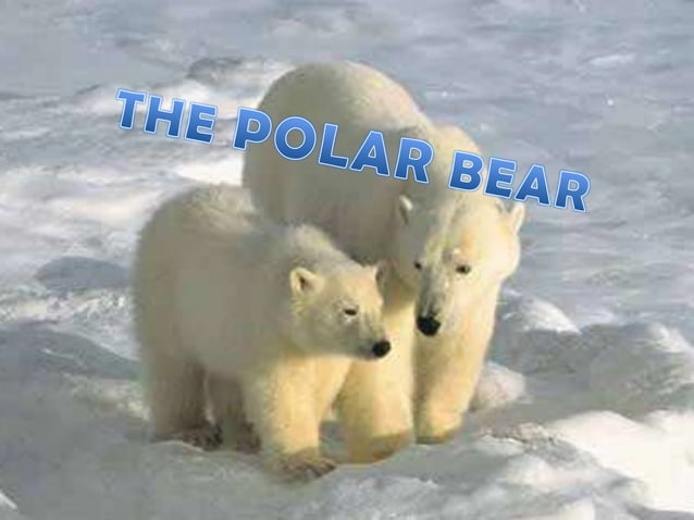 Polar bear | PPTX