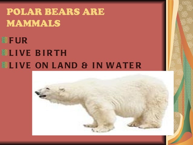 Polar bear | PPT