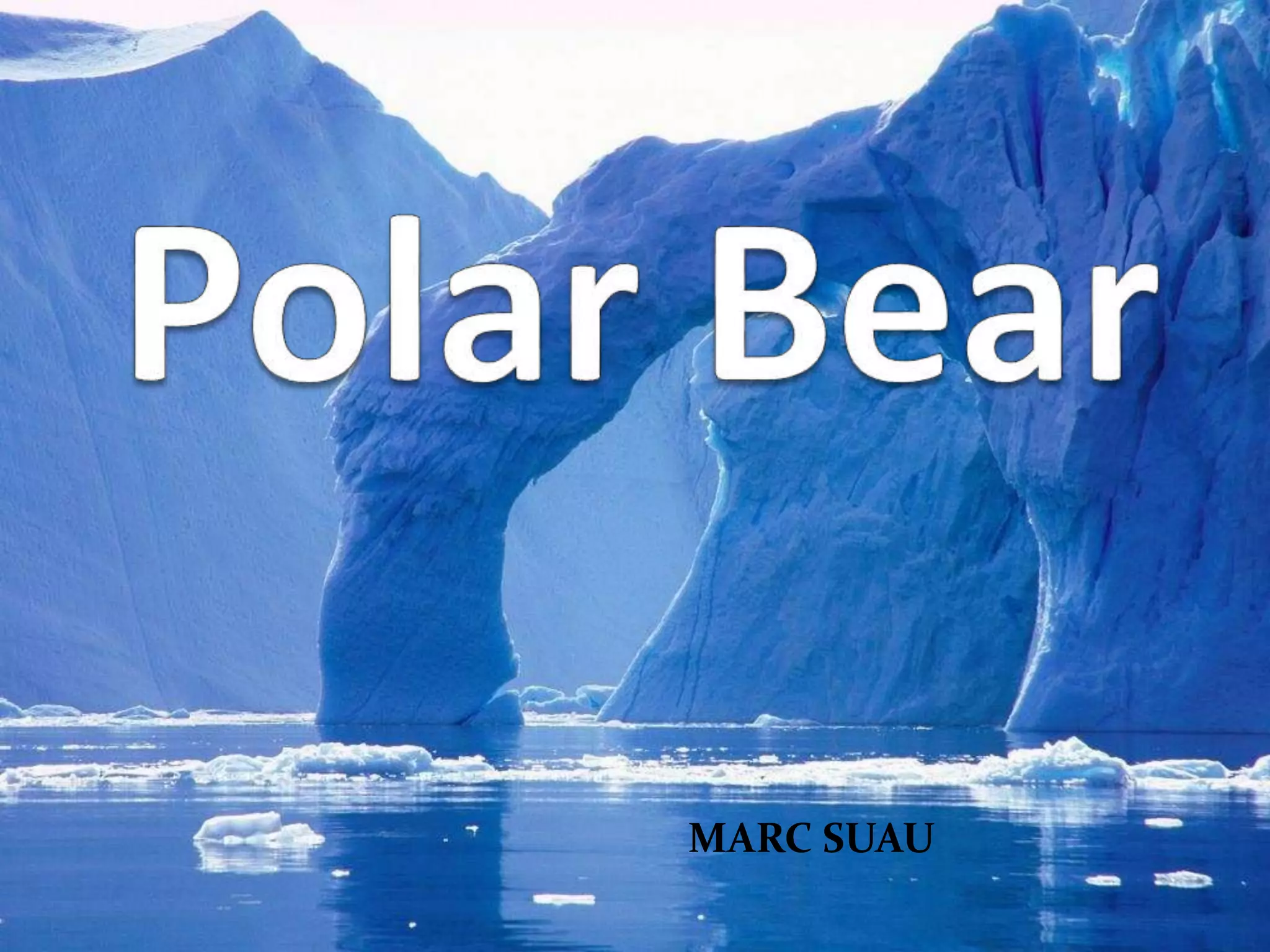 Polar bear | PPT