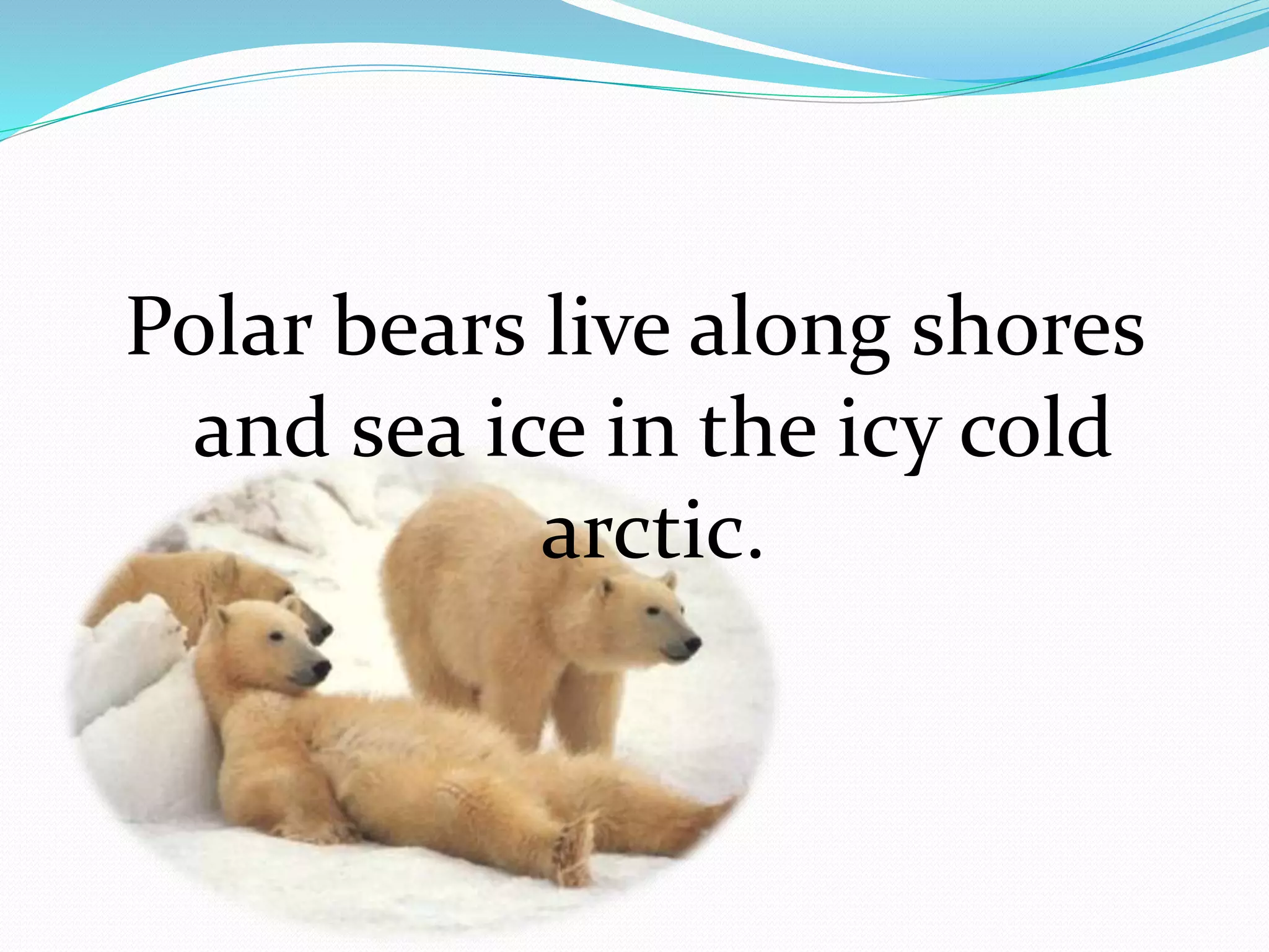 Polar bear | PPT