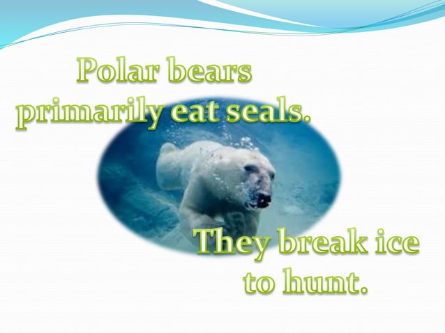 Polar bear | PPT