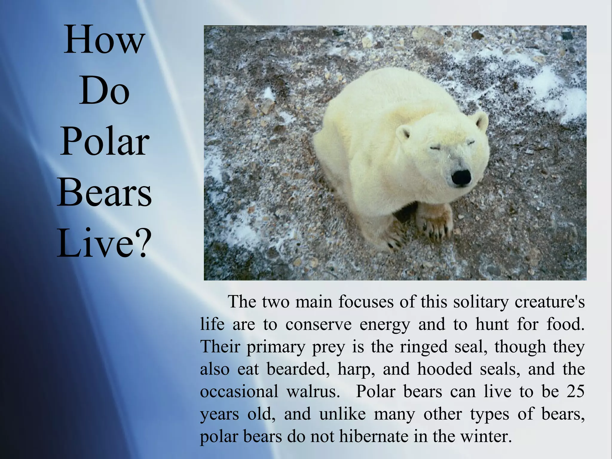 Polar bear | PPT