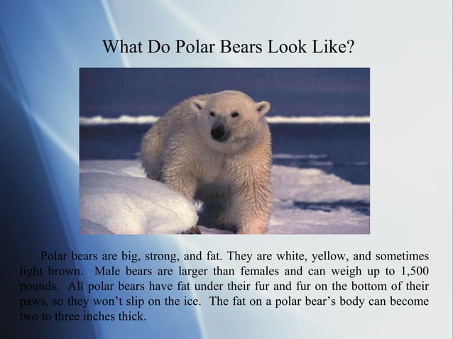 Polar bear | PPT