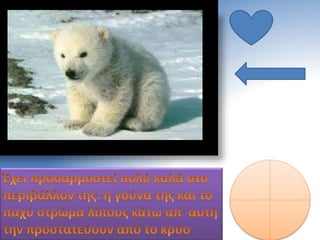 Polar bear | PPT