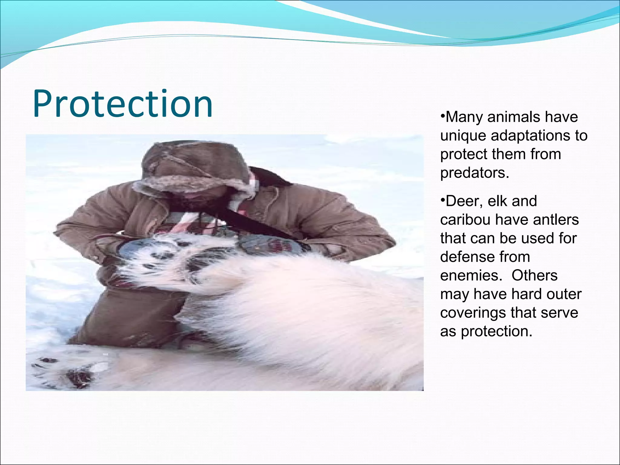 Polar bear adaptations | PPT