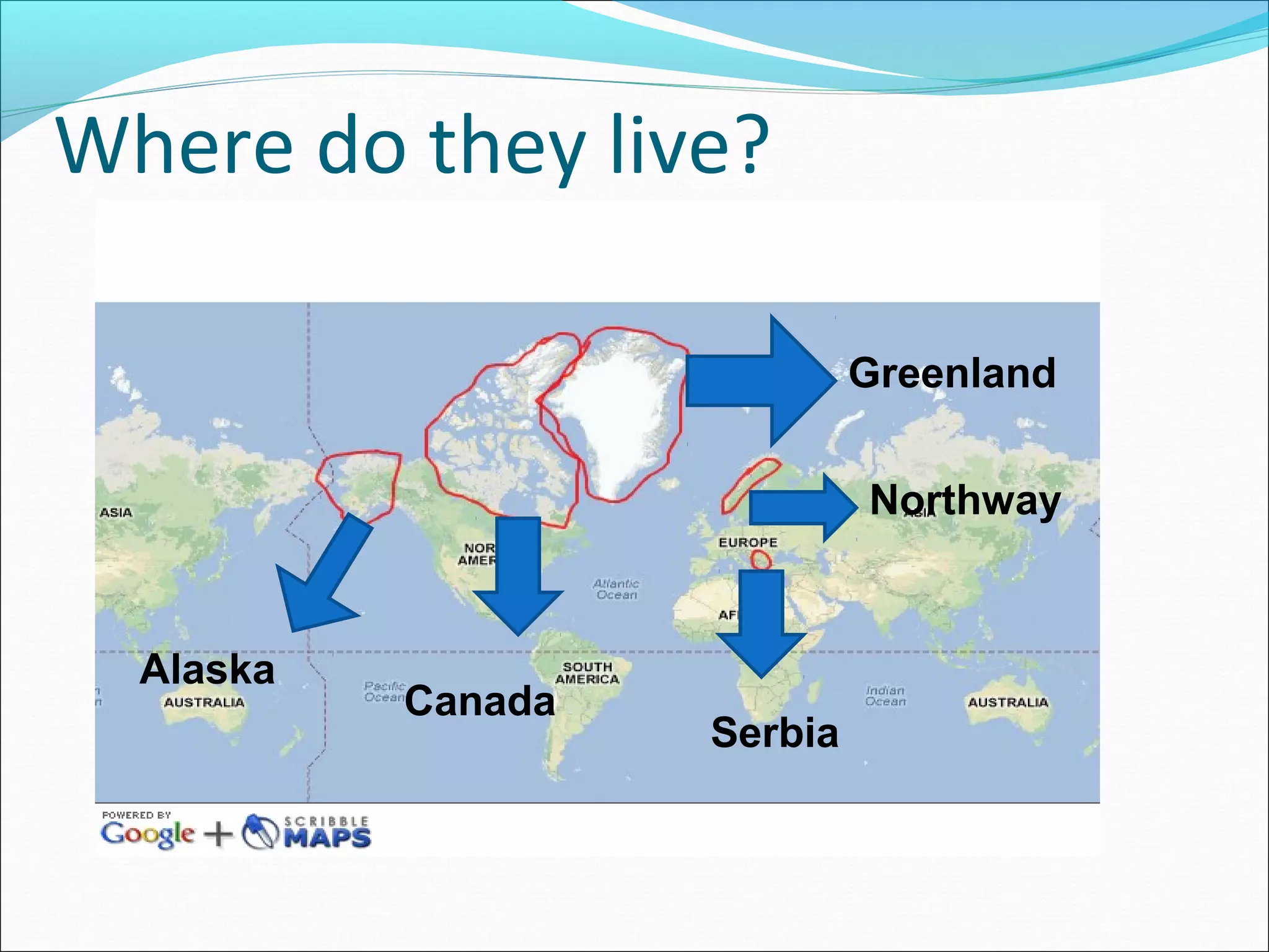 Polar bear adaptations | PPT