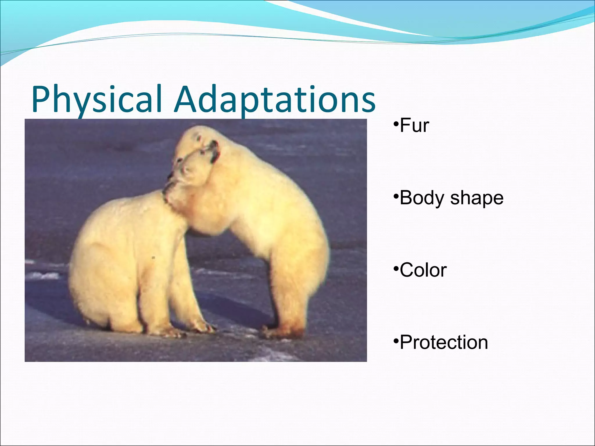 Polar bear adaptations | PPT