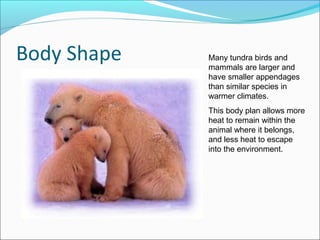 Polar bear adaptations | PPT