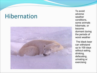 Polar bear adaptations | PPT