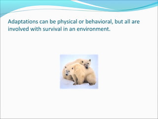 Polar bear adaptations | PPT