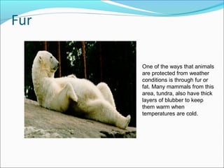 Polar bear adaptations | PPT