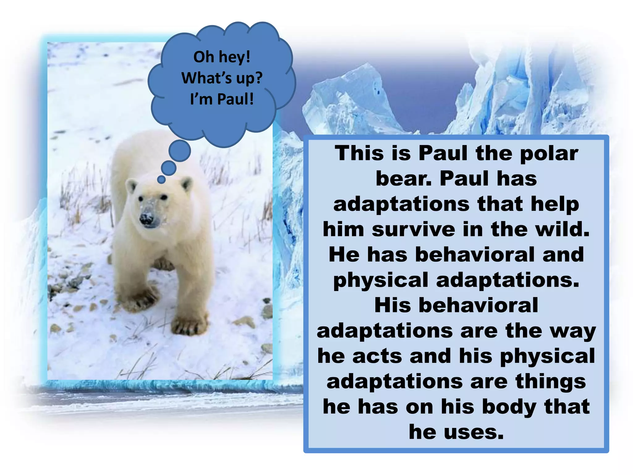 Polar bear adaptations | PPTX