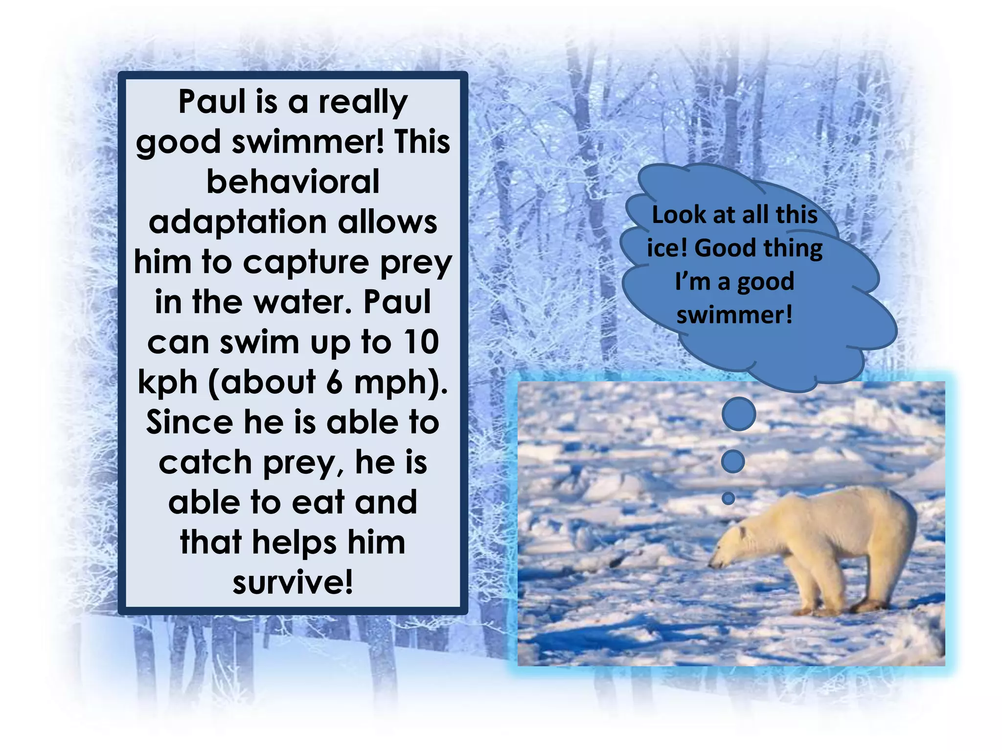 Polar bear adaptations | PPTX