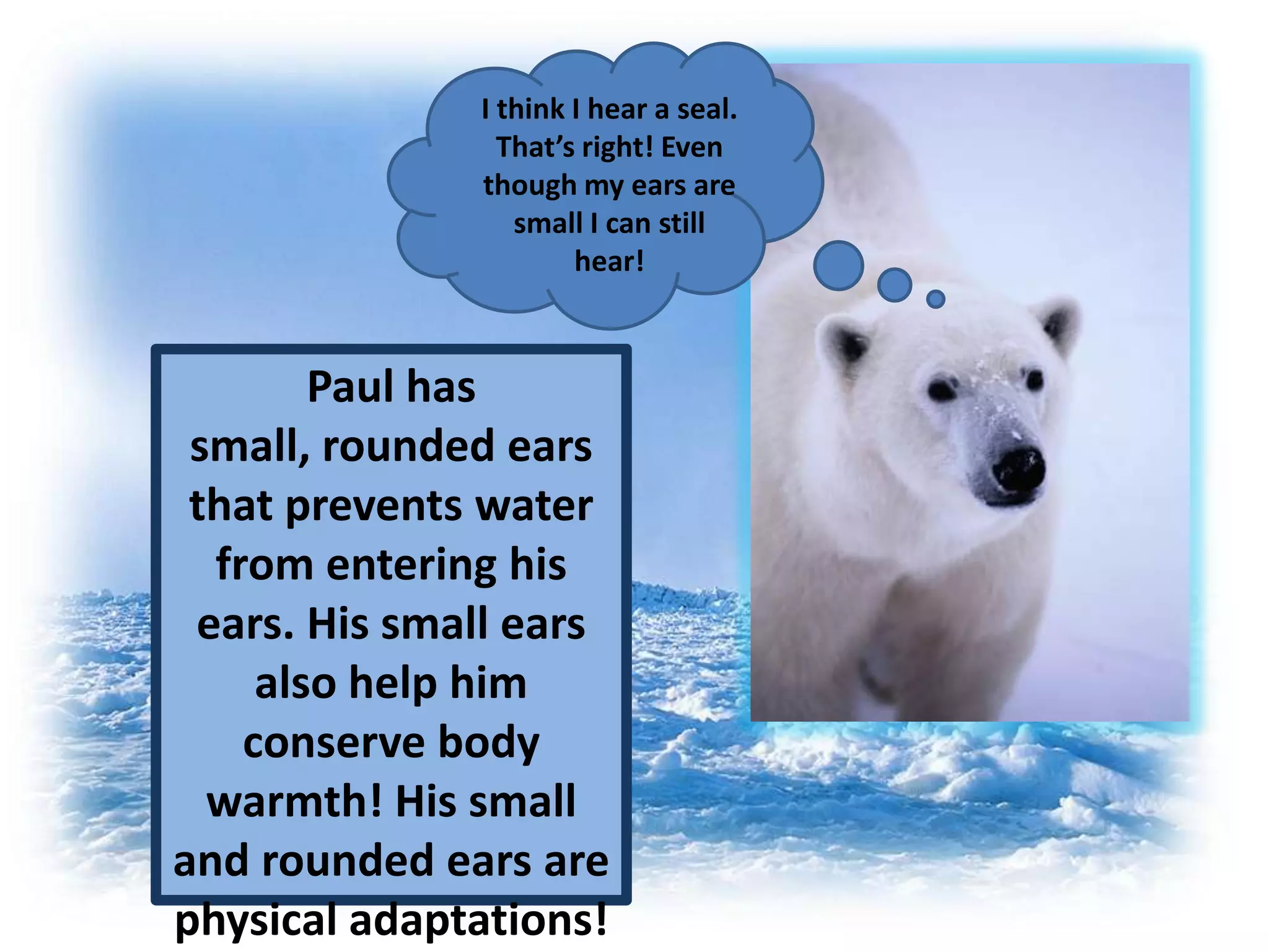 Polar bear adaptations | PPTX