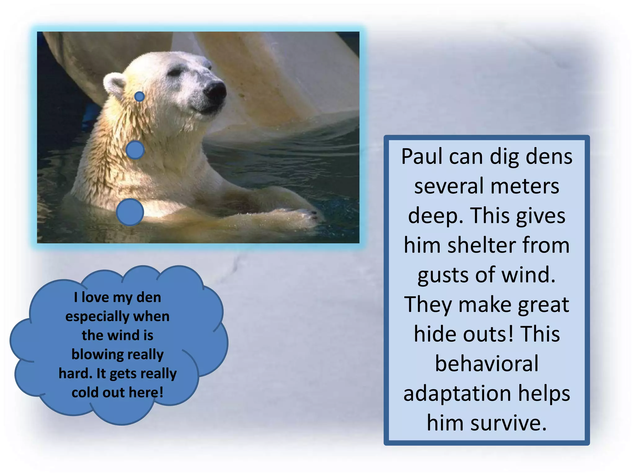 Polar bear adaptations | PPTX