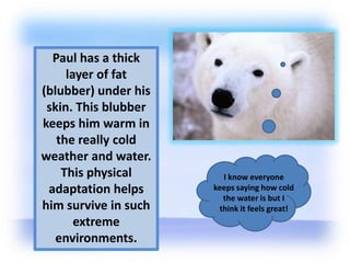Polar bear adaptations | PPTX