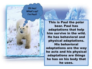 Adaptation Of Polar Bear