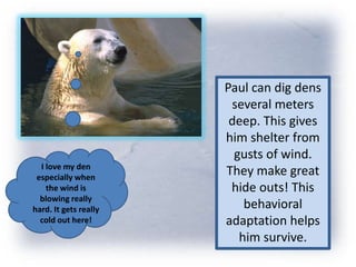 Polar Bear Adaptations