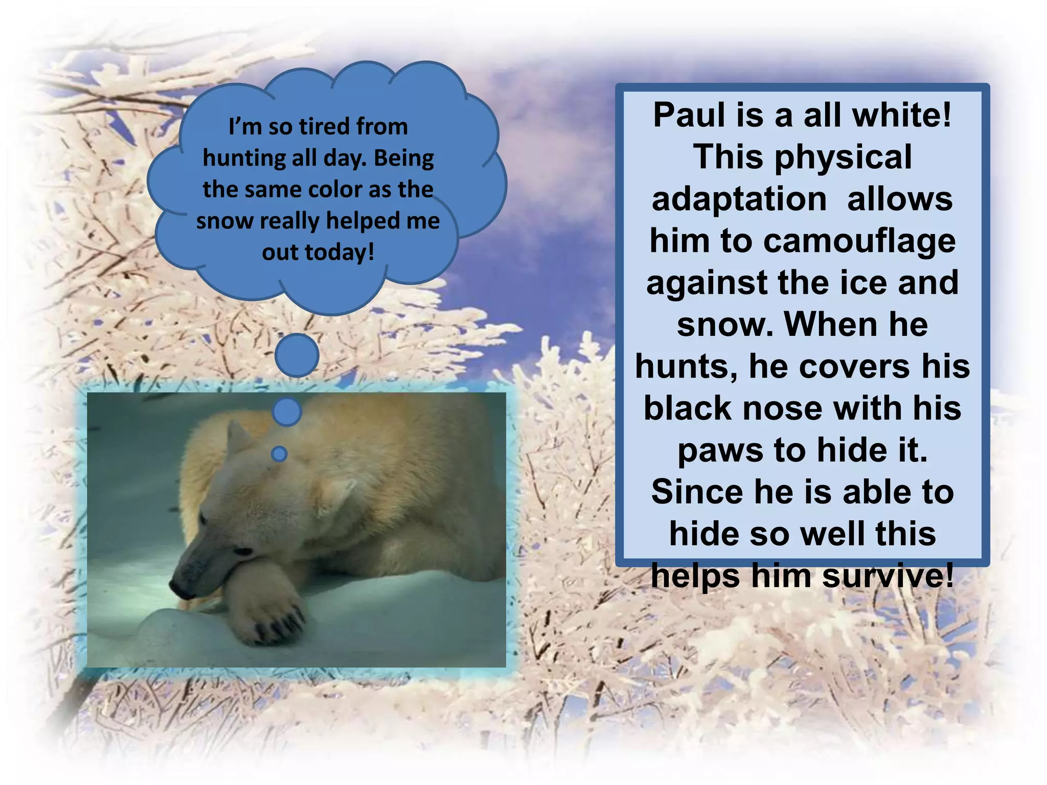 Polar bear adaptations | PPTX