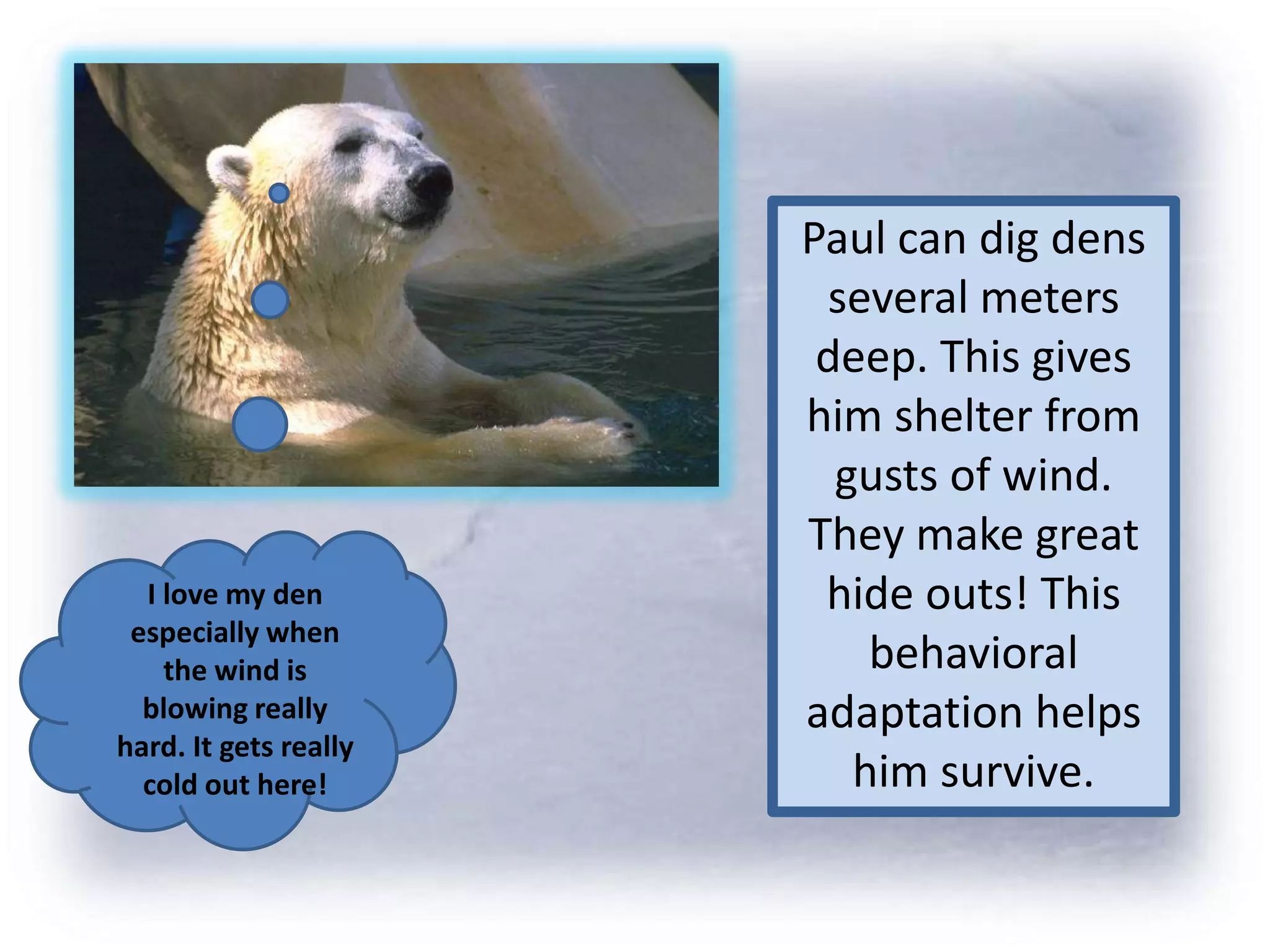 Polar bear adaptations | PPTX