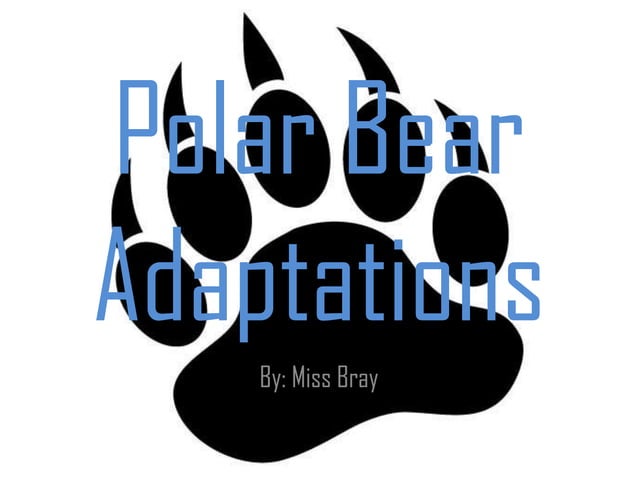 Polar bear adaptations | PPTX