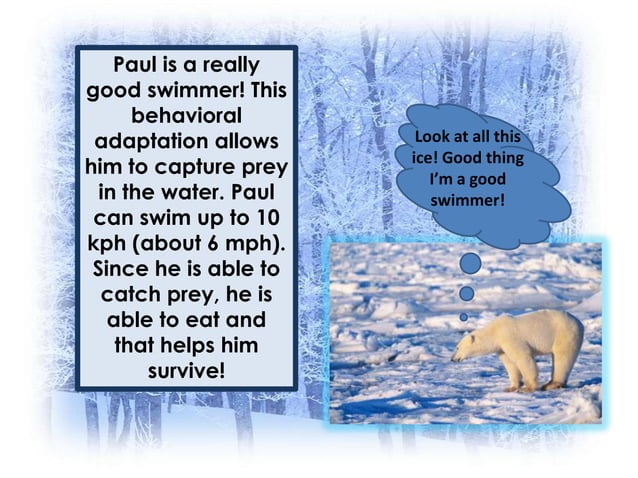 Polar bear adaptations | PPTX