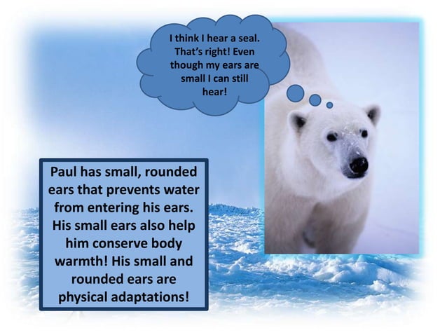 Polar bear adaptations | PPTX
