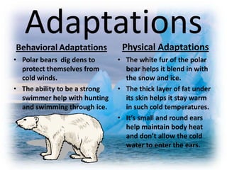 Polar bear adaptations | PPTX