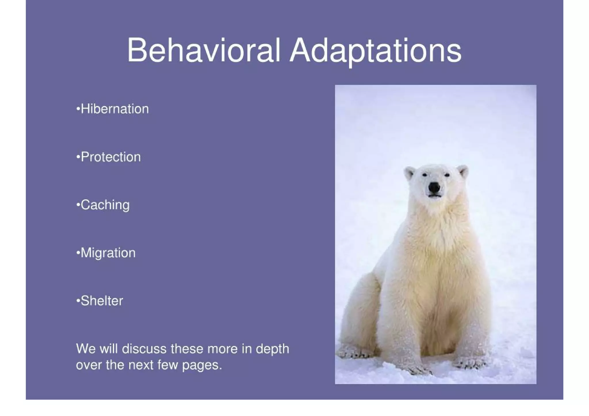 Polar Bear Adaptations | PPT