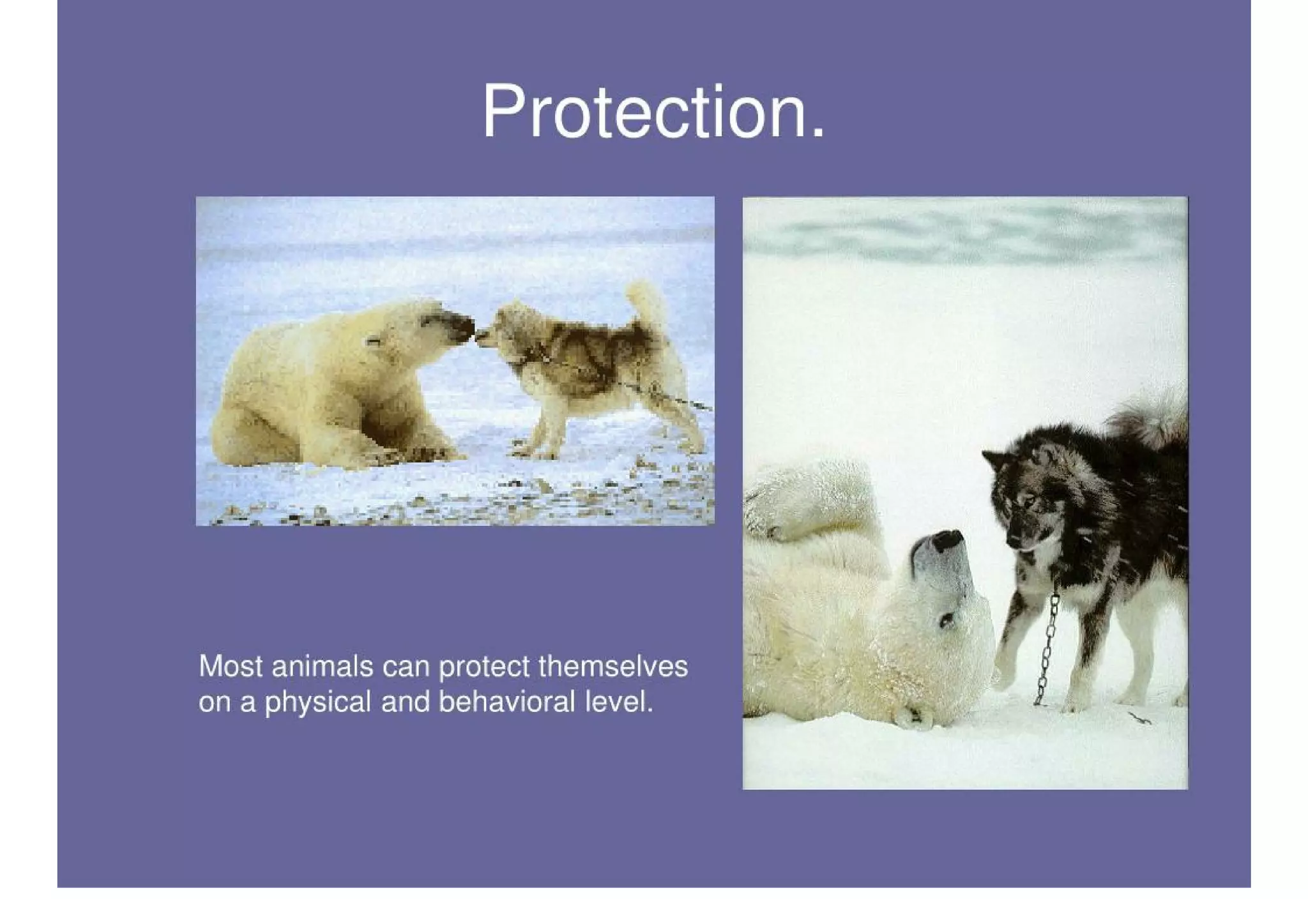 Polar Bear Adaptations | PPT
