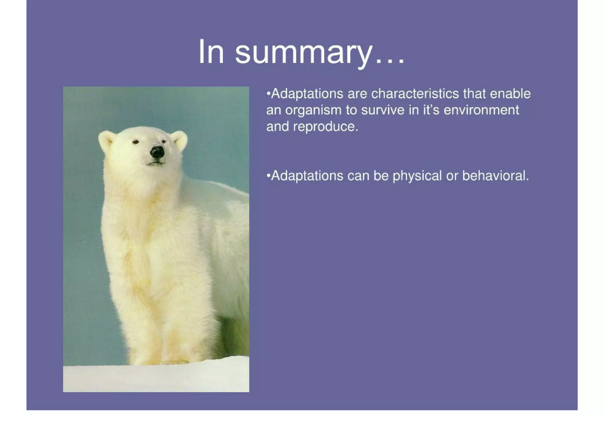 Polar Bear Adaptations | PPT