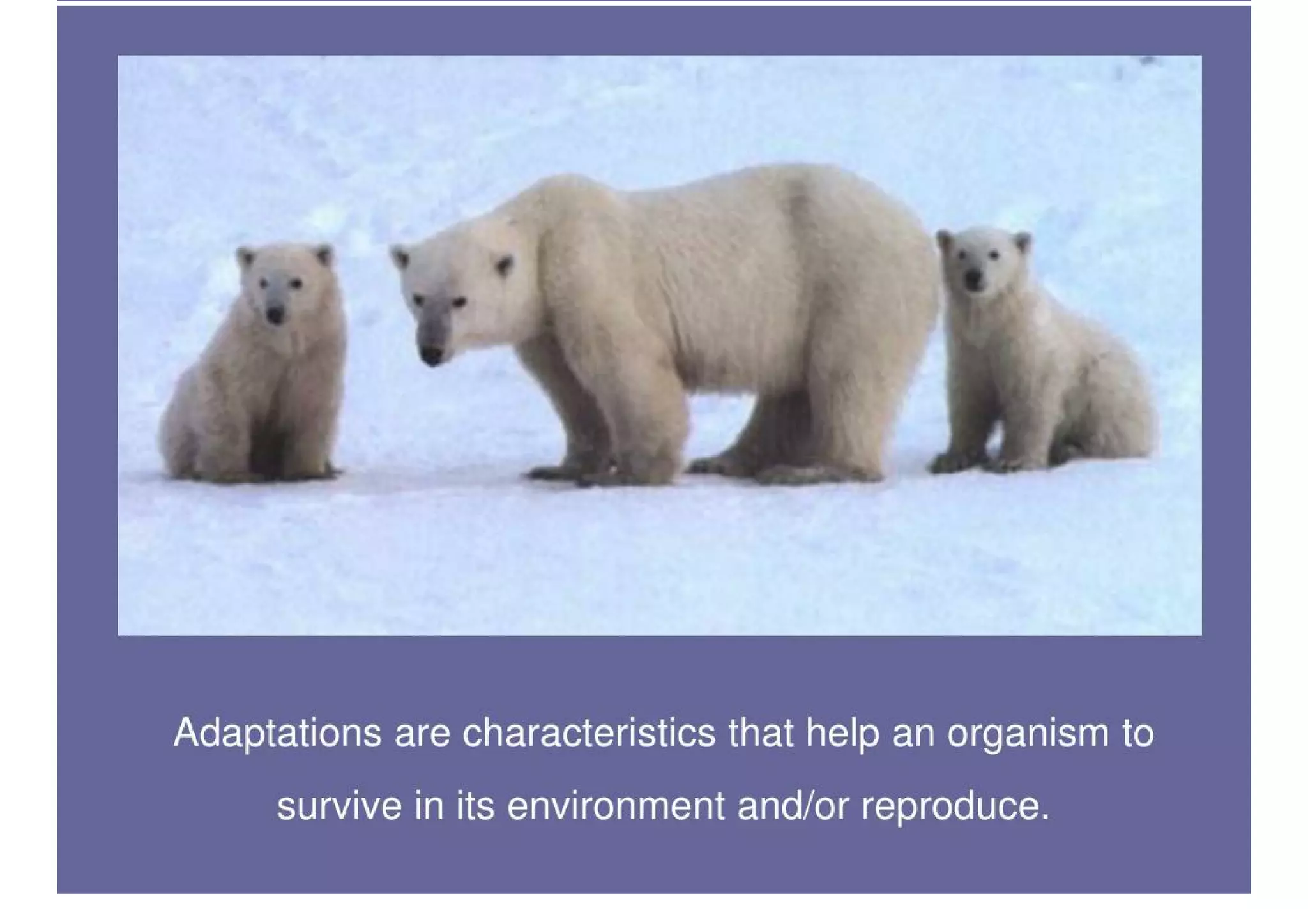 Polar Bear Adaptations | PPT