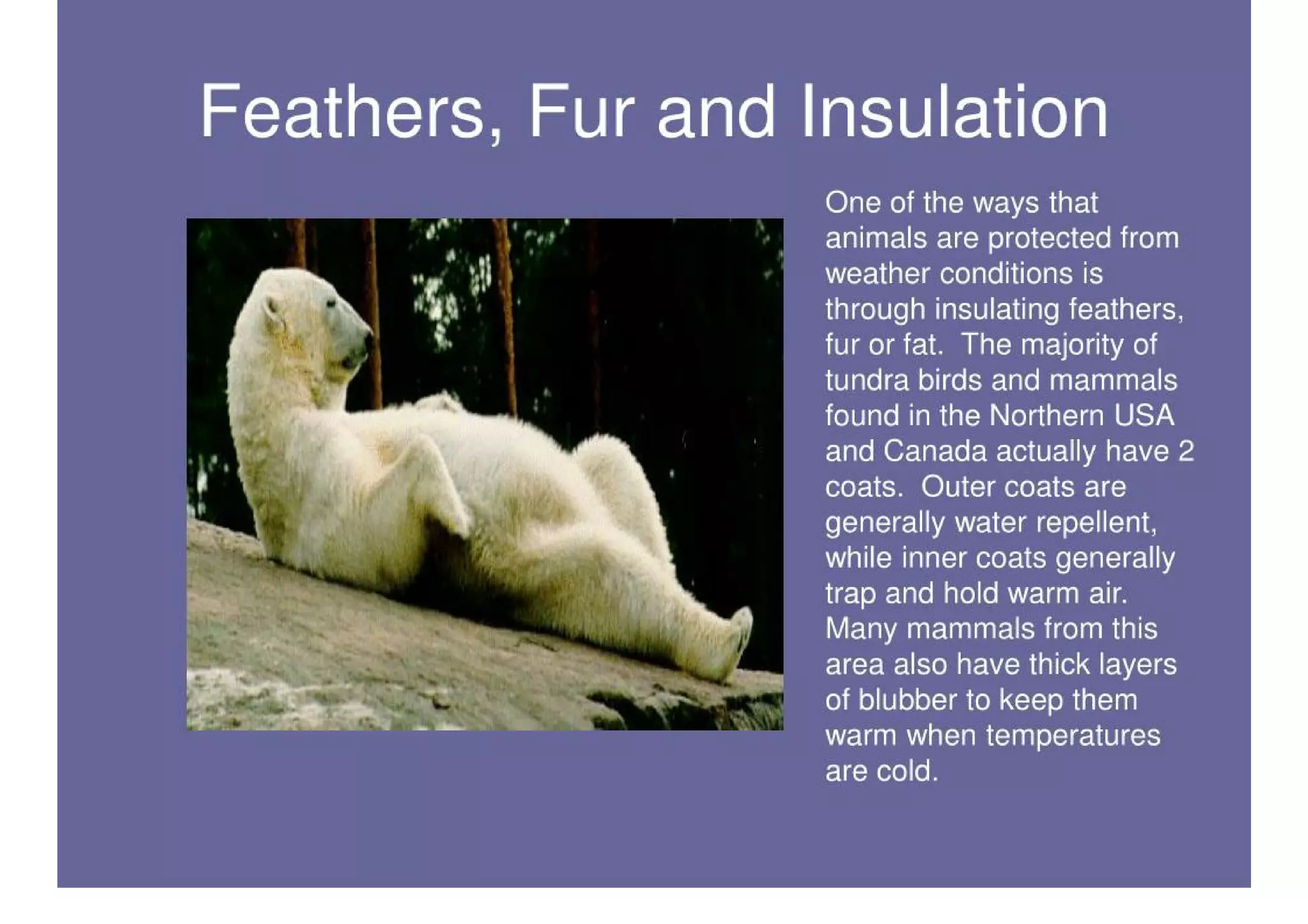 Polar Bear Adaptations | PPT