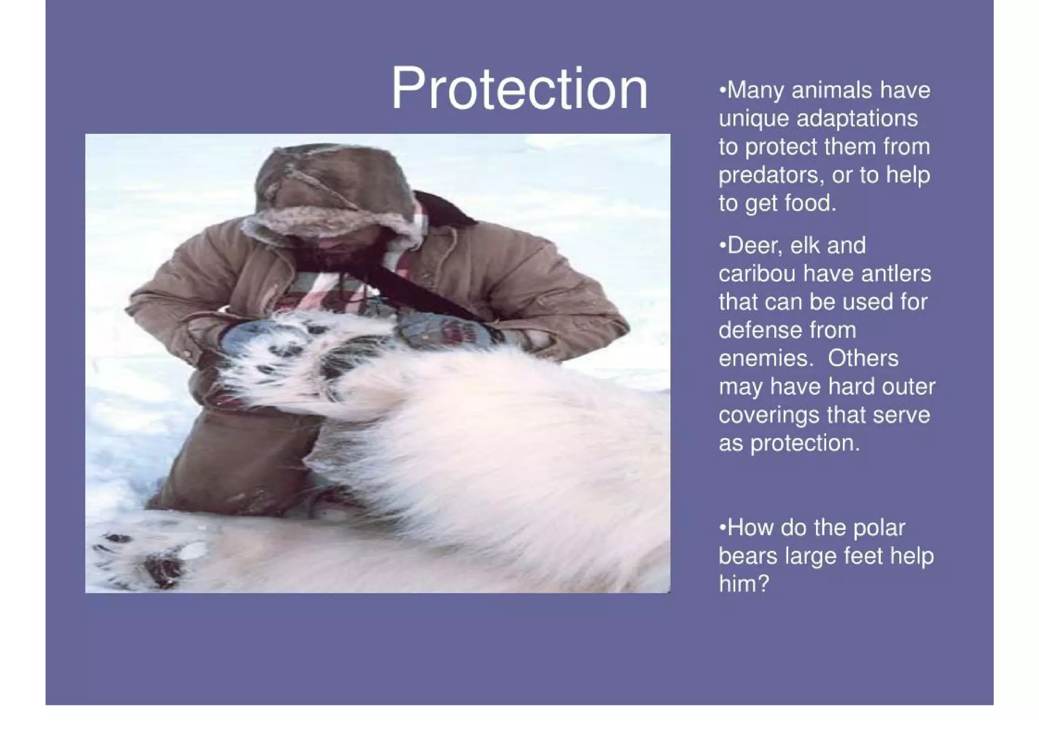 Polar Bear Adaptations | PDF